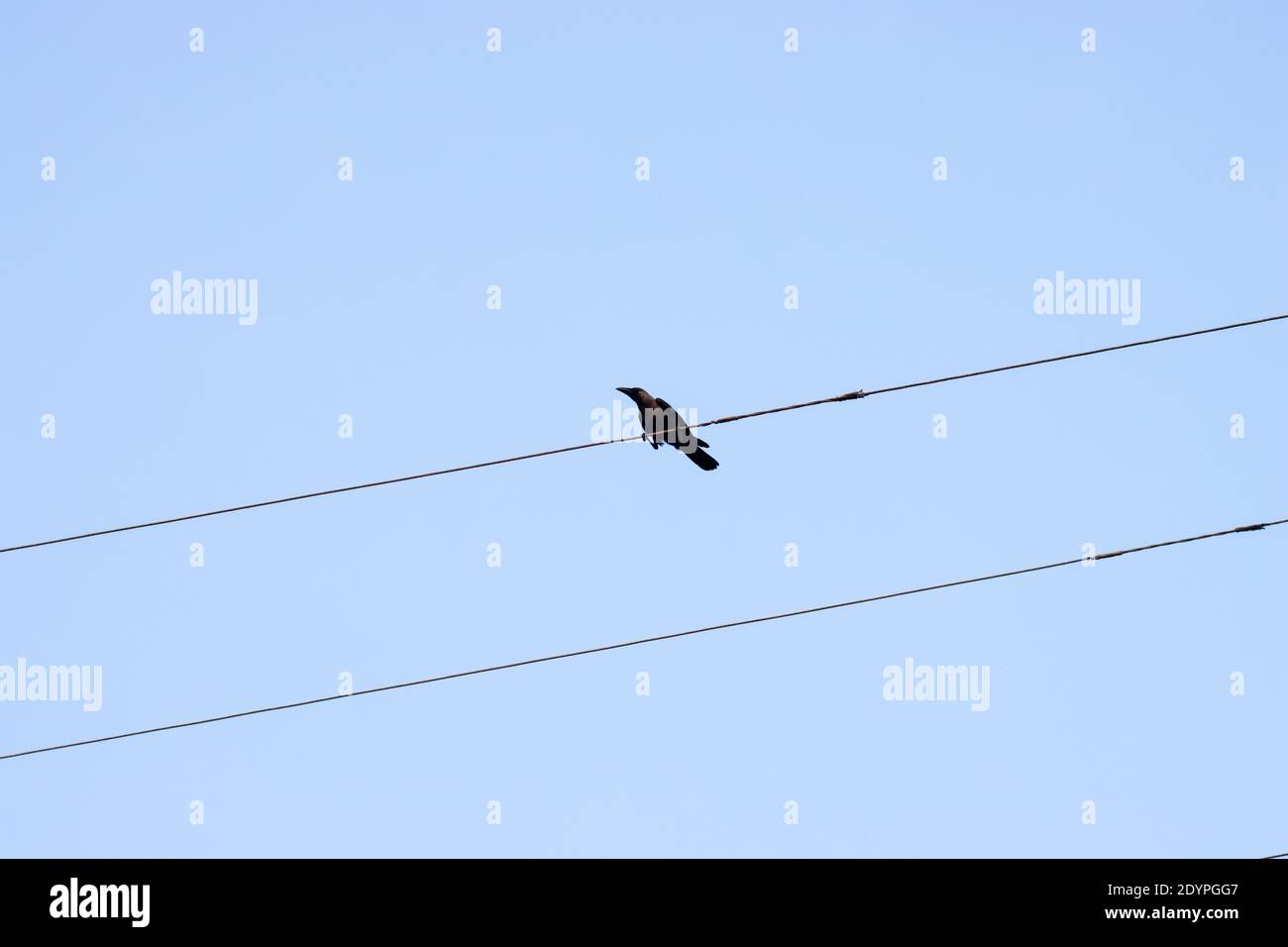 Crows sitting on power line hi-res stock photography and images - Alamy