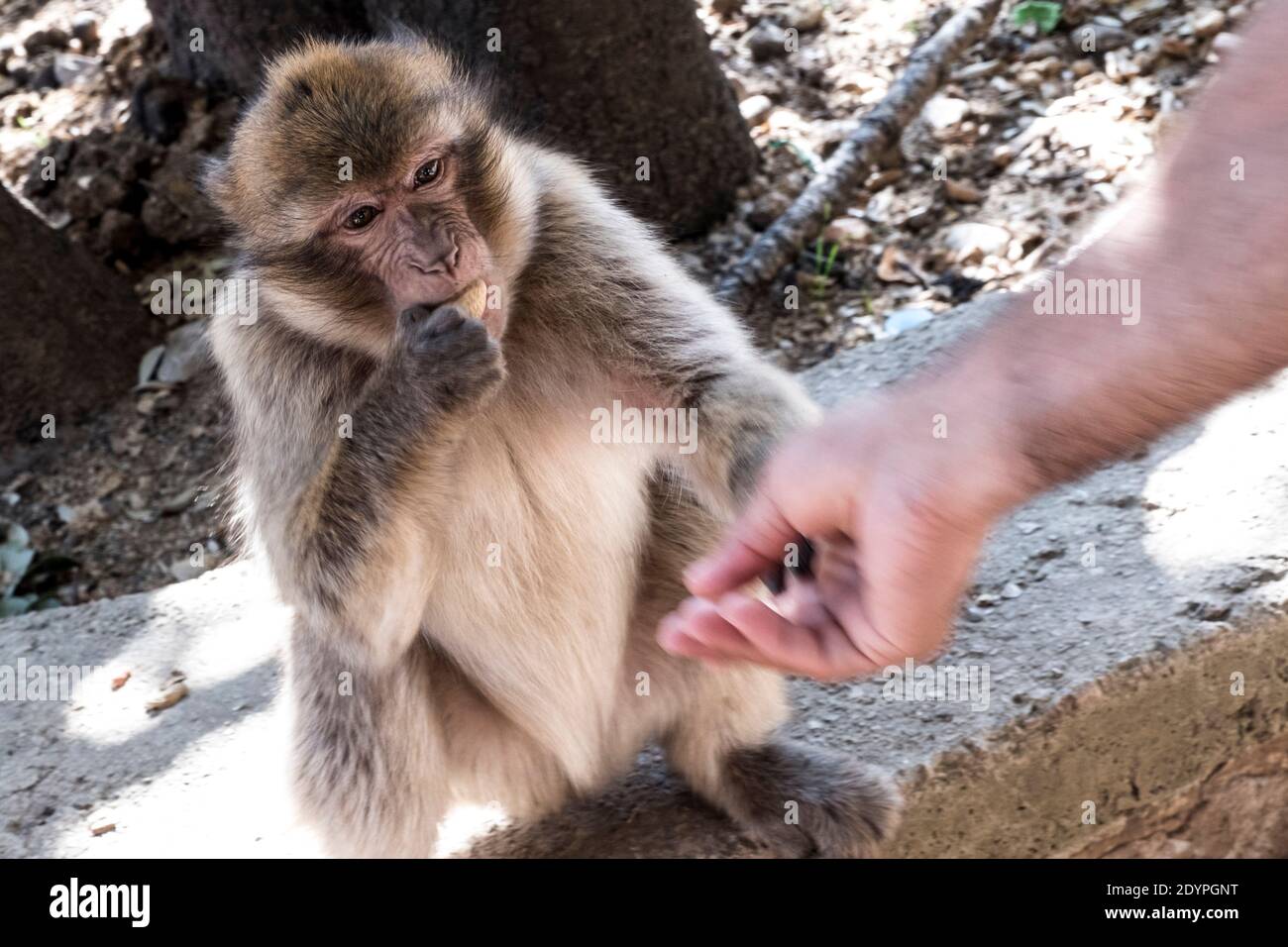 The forest of Cedar and monkeys, middle Atlas Mountains, Morocco Stock ...