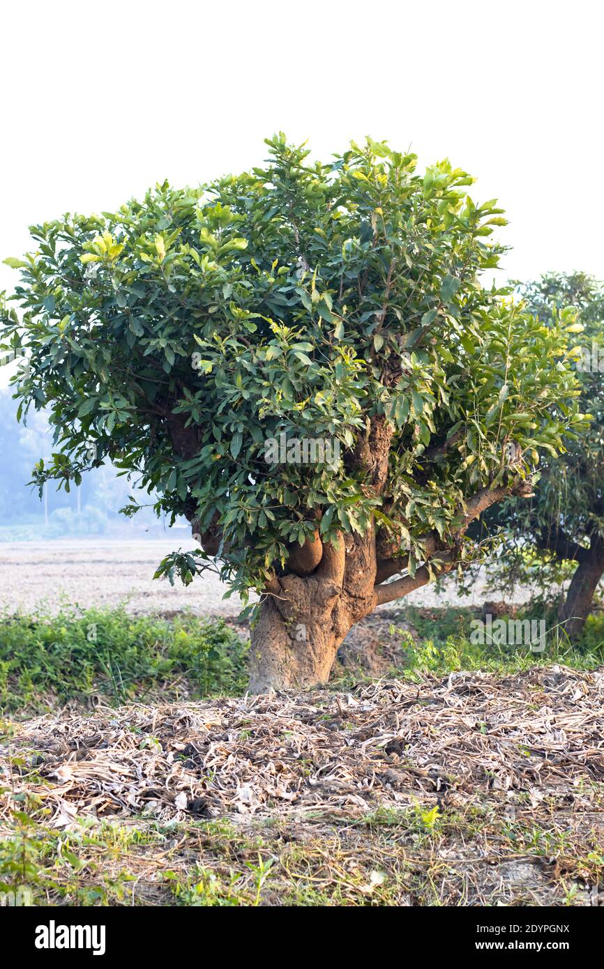 Barringtonia acutangula small tree beside the big agriculture farm ...