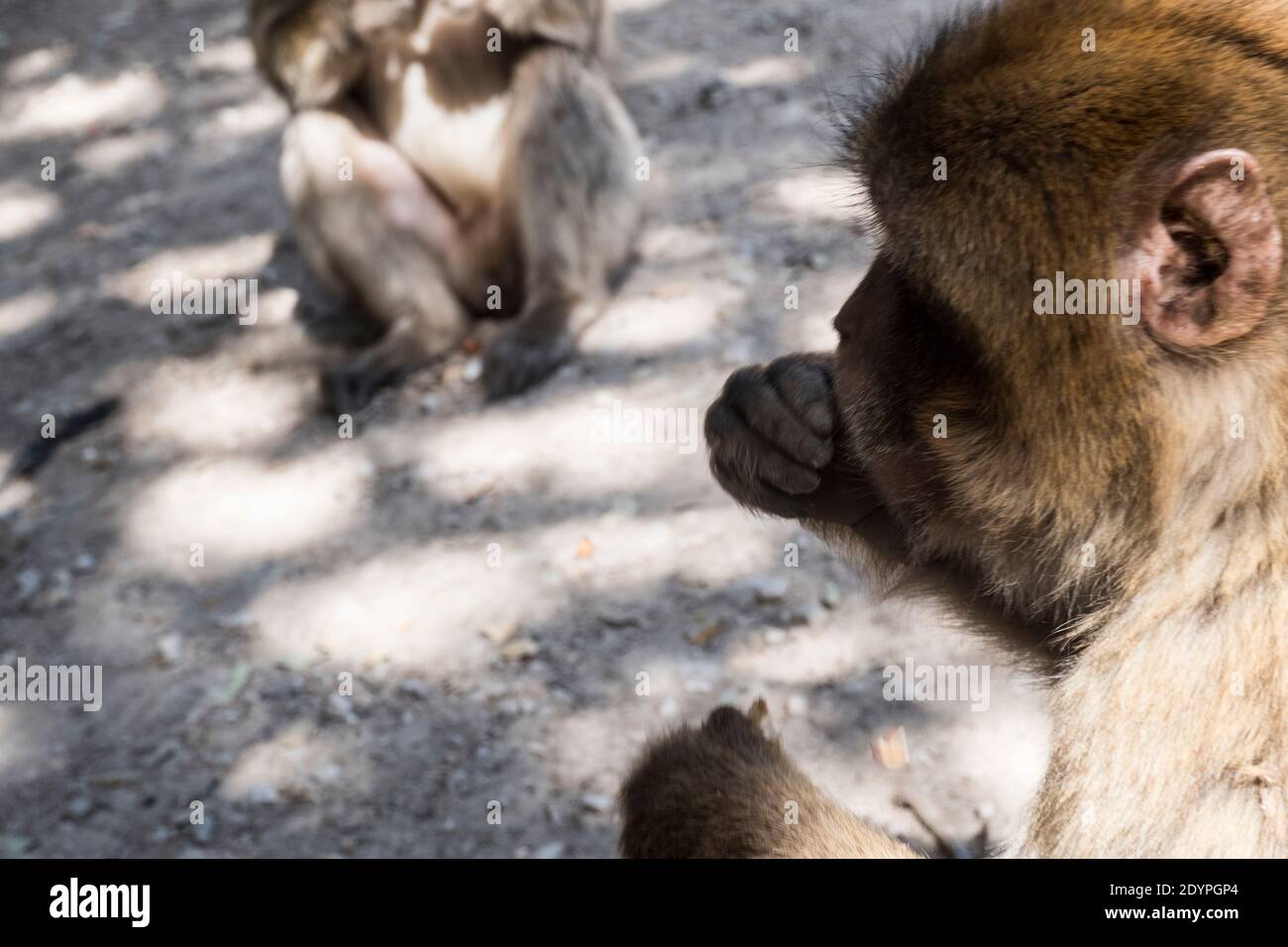 The forest of Cedar and monkeys, middle Atlas Mountains, Morocco Stock ...