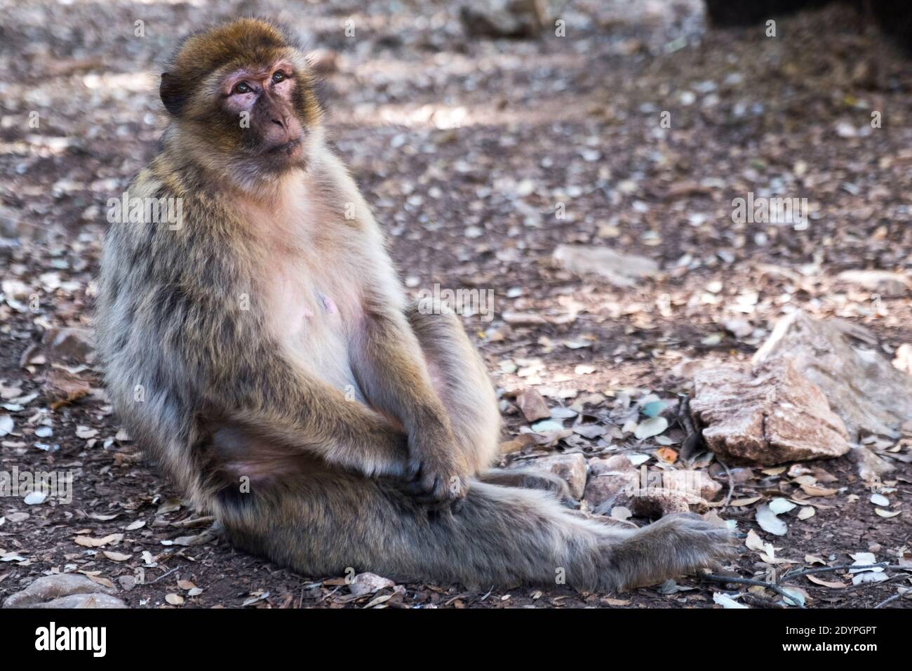 The forest of Cedar and monkeys, middle Atlas Mountains, Morocco Stock ...