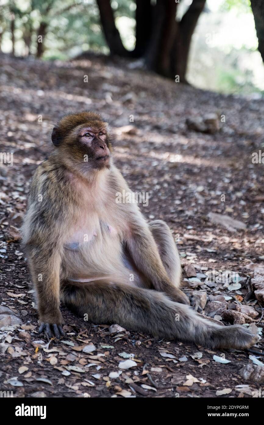 The forest of Cedar and monkeys, middle Atlas Mountains, Morocco Stock ...