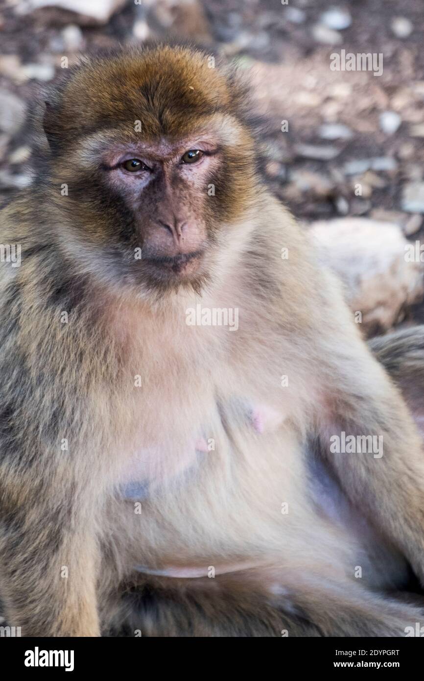 The forest of Cedar and monkeys, middle Atlas Mountains, Morocco Stock ...