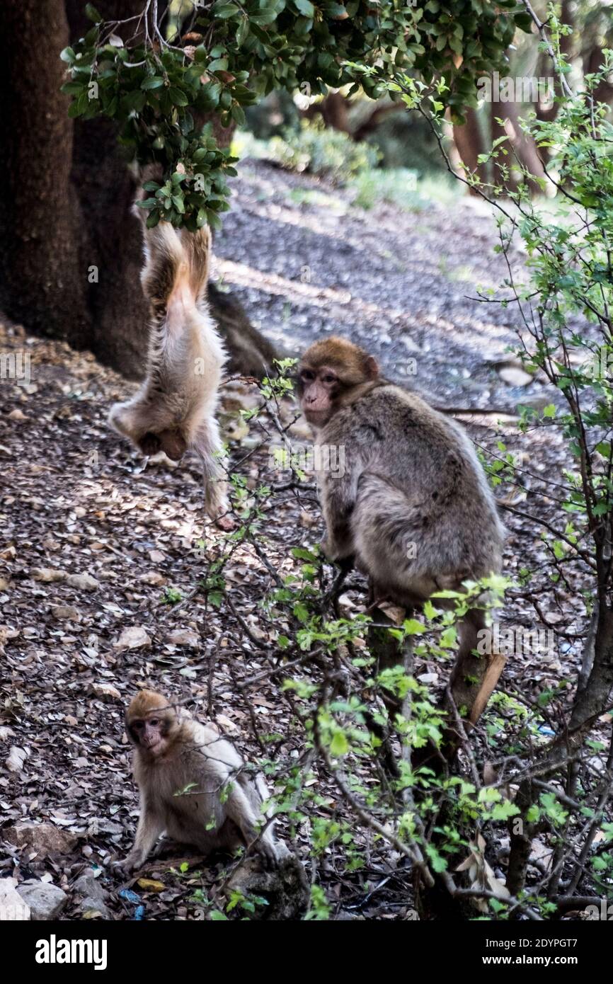 The forest of Cedar and monkeys, middle Atlas Mountains, Morocco Stock ...