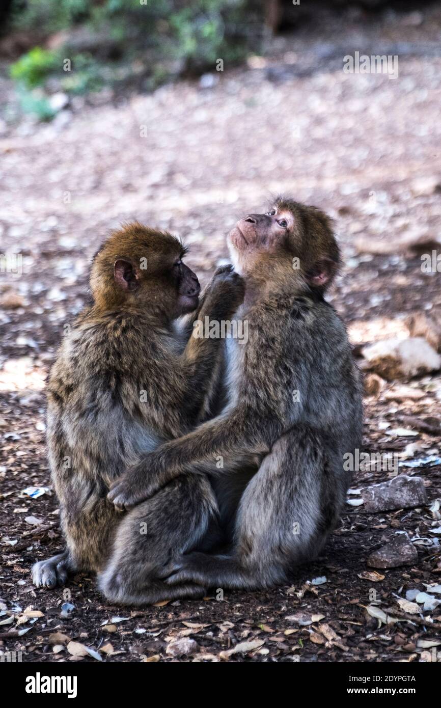 The forest of Cedar and monkeys, middle Atlas Mountains, Morocco Stock ...