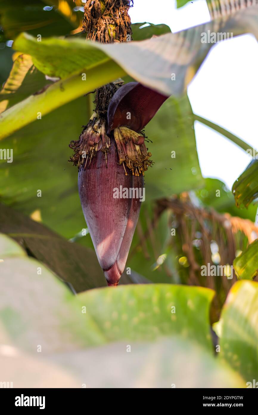 Banana flower drawing hi-res stock photography and images - Alamy