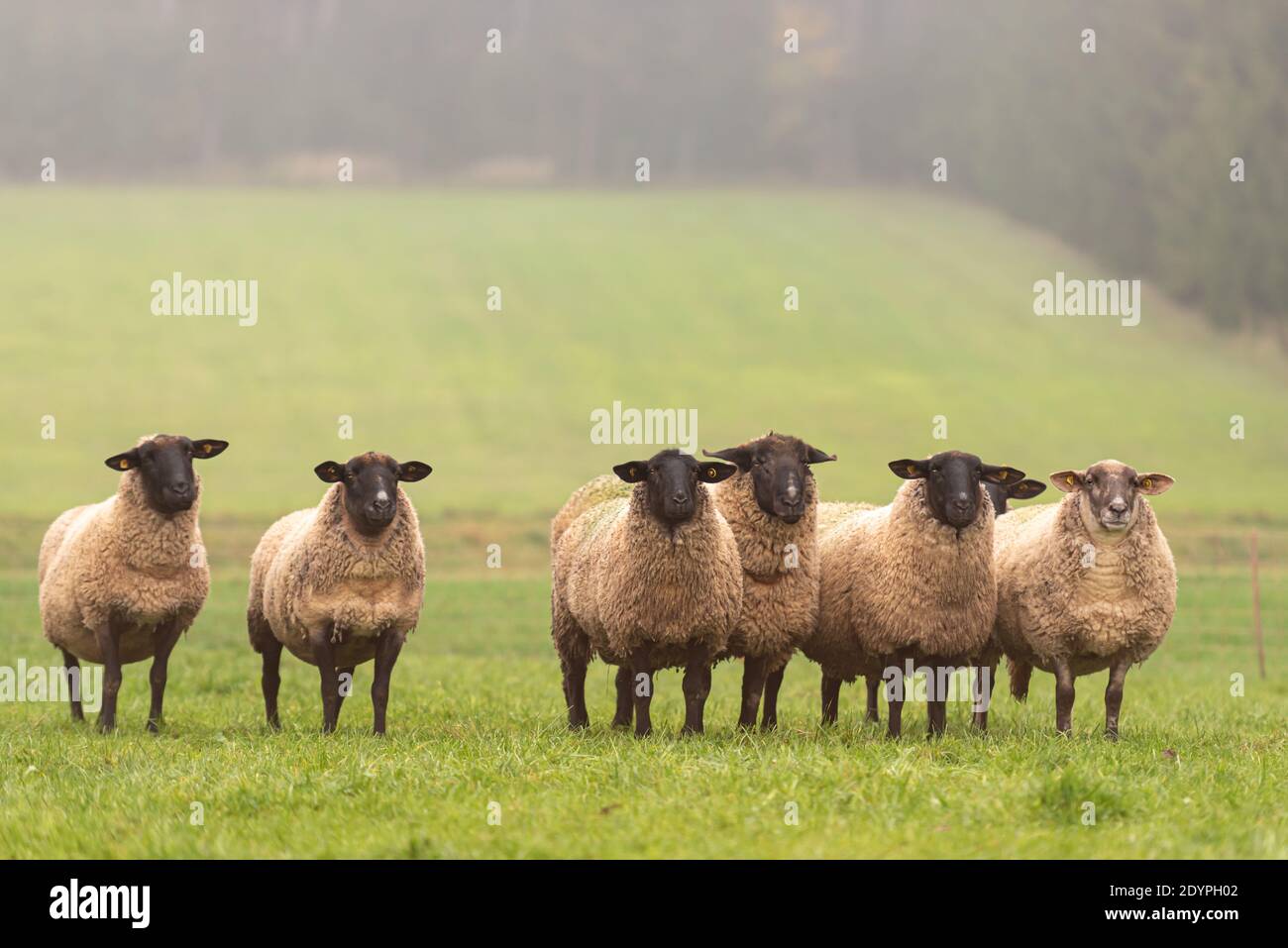 a group of sheep on a pasture stand next to each other and look into ...