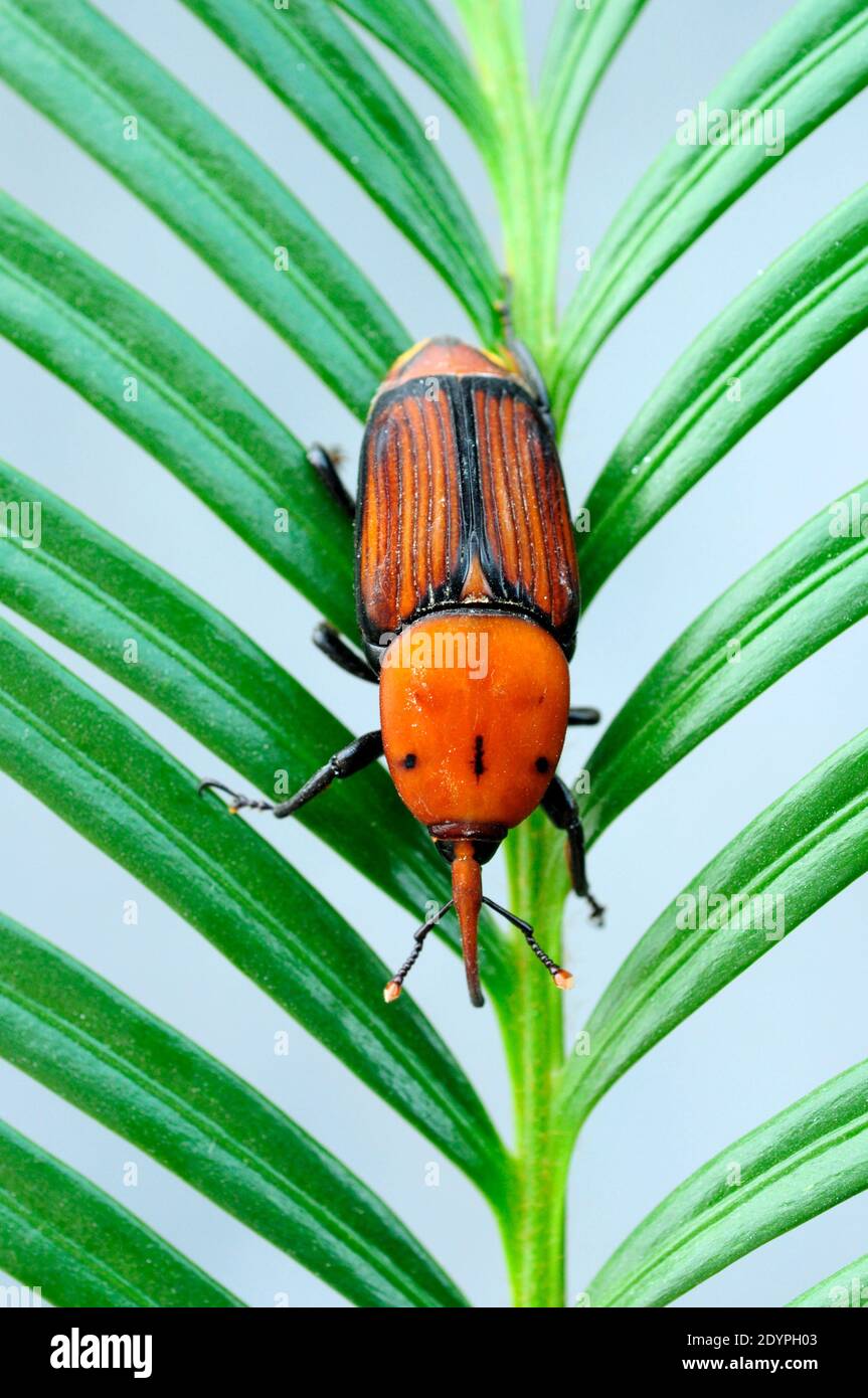 The palm weevil, red palm weevil, Asian palm weevil or sago palm ...