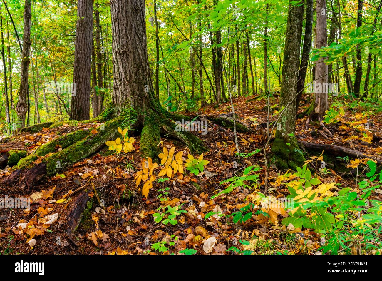 Cordova Falls Cordova Lake Crowe River Havelock Peterborough County ...
