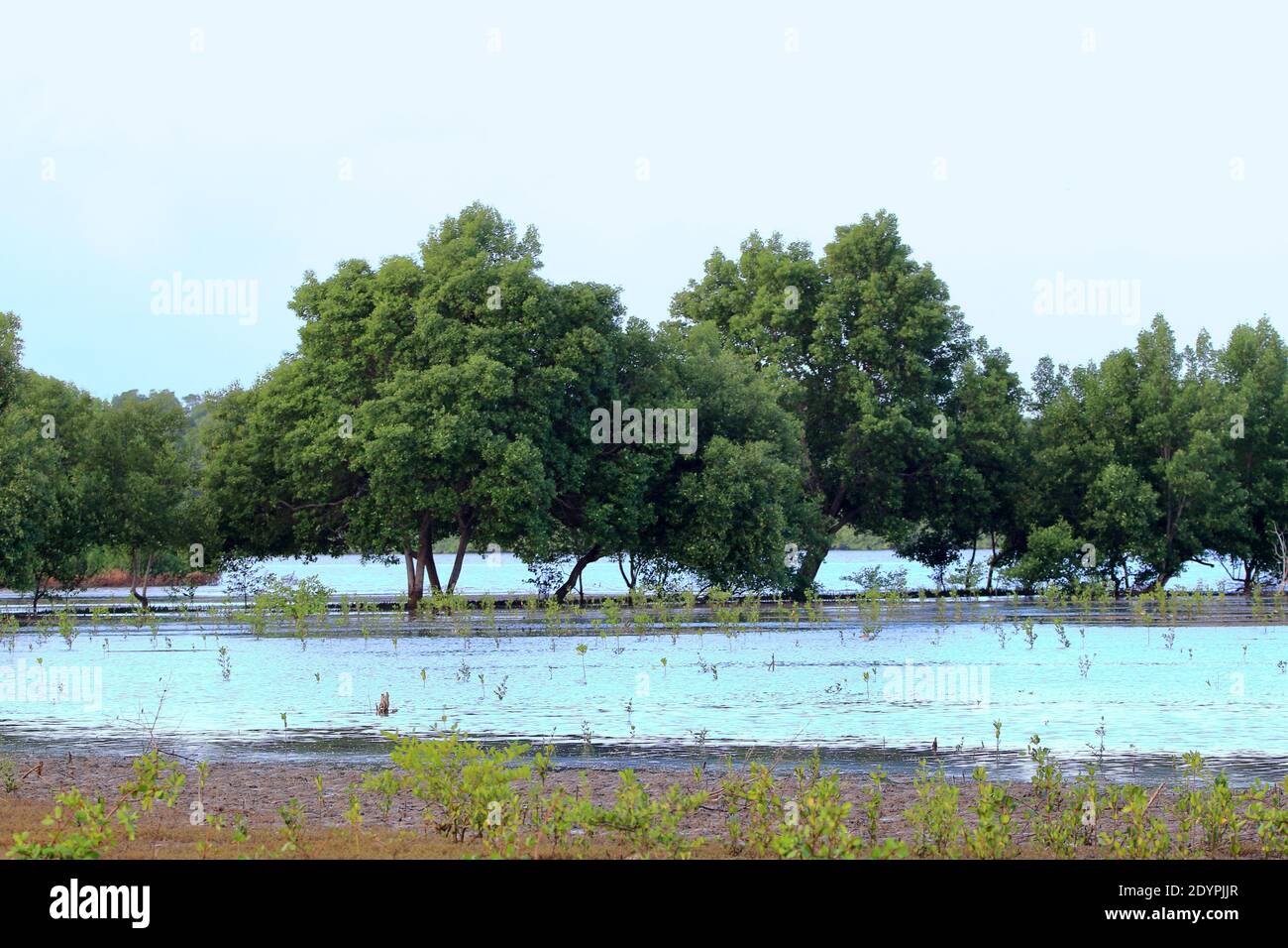 View of the beach at Mangue de Mangue Seco. paradisiacal and deserted ...