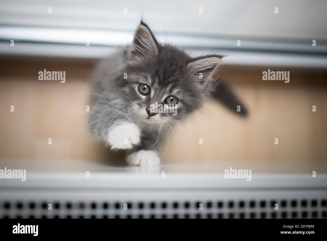 playful blue tabby maine coon kitten trying to get on a radiator Stock ...