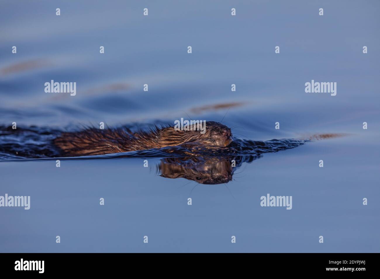 Muskrat swimming in a northern Wisconsin lake Stock Photo - Alamy