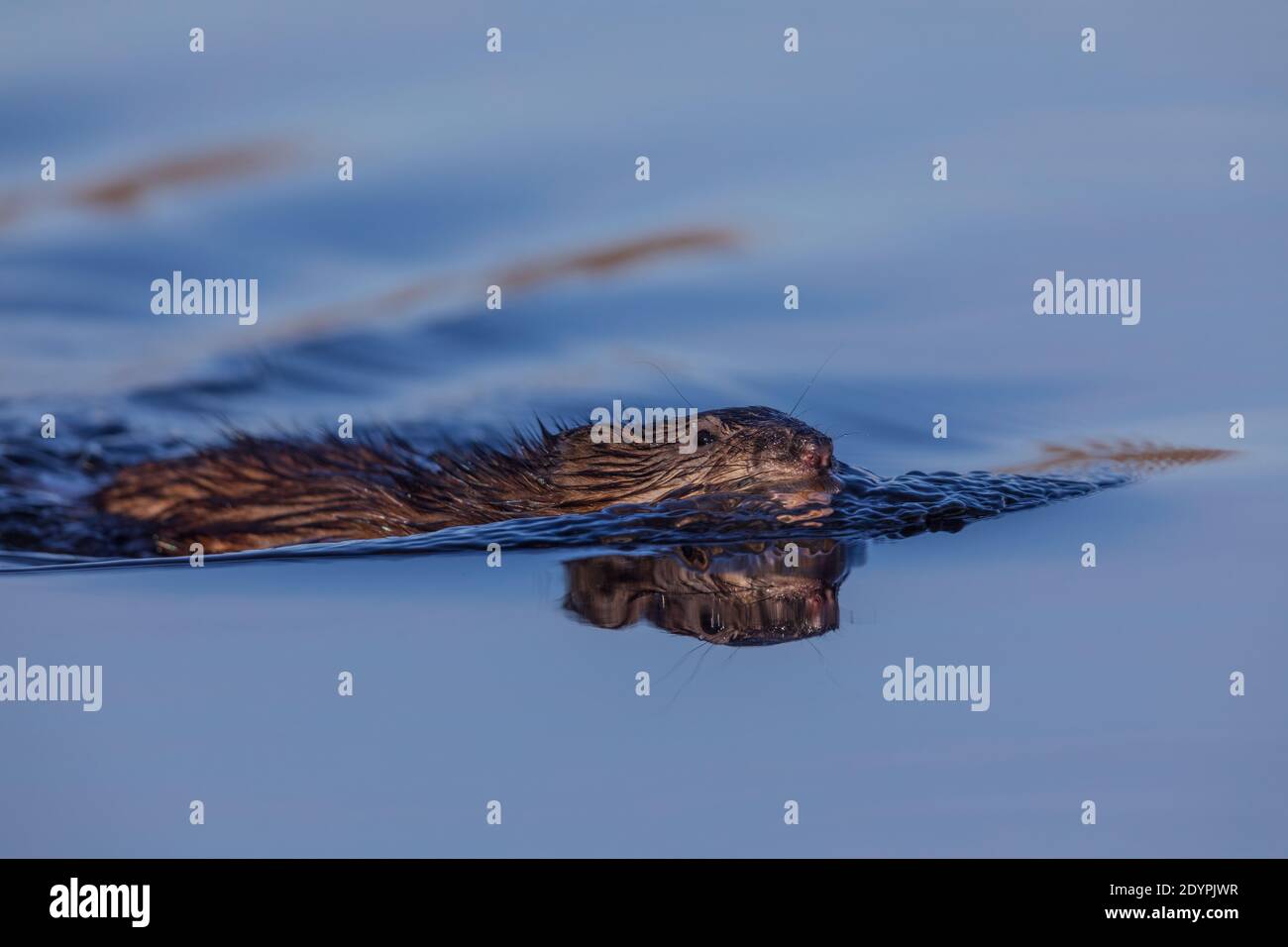 Muskrat swimming in lake near hi-res stock photography and images - Alamy