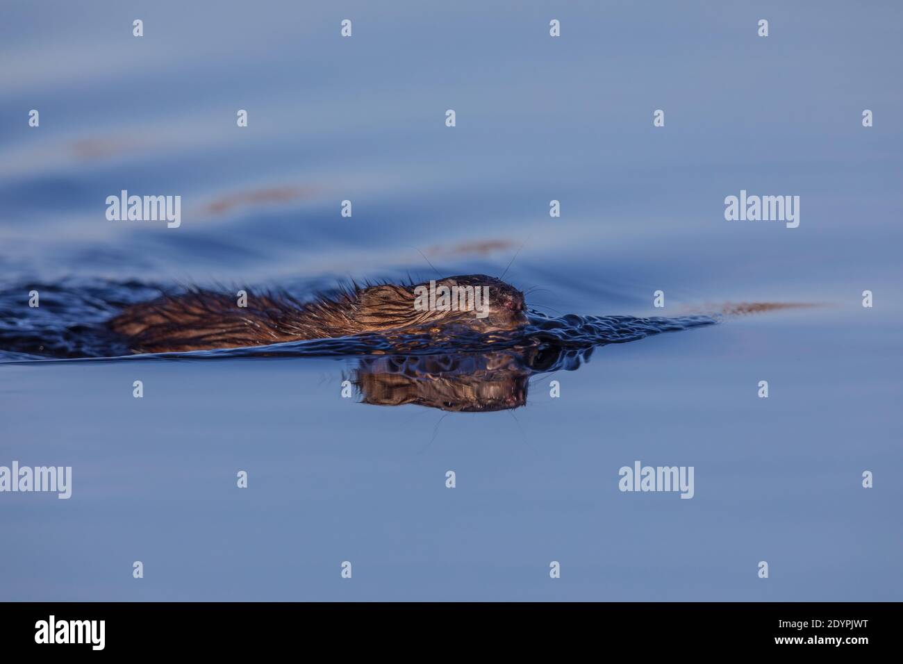 Muskrat swimming in a northern Wisconsin lake Stock Photo - Alamy