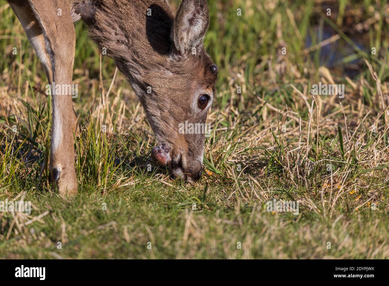 Young white-tailed buck with a growth under his chin Stock Photo - Alamy
