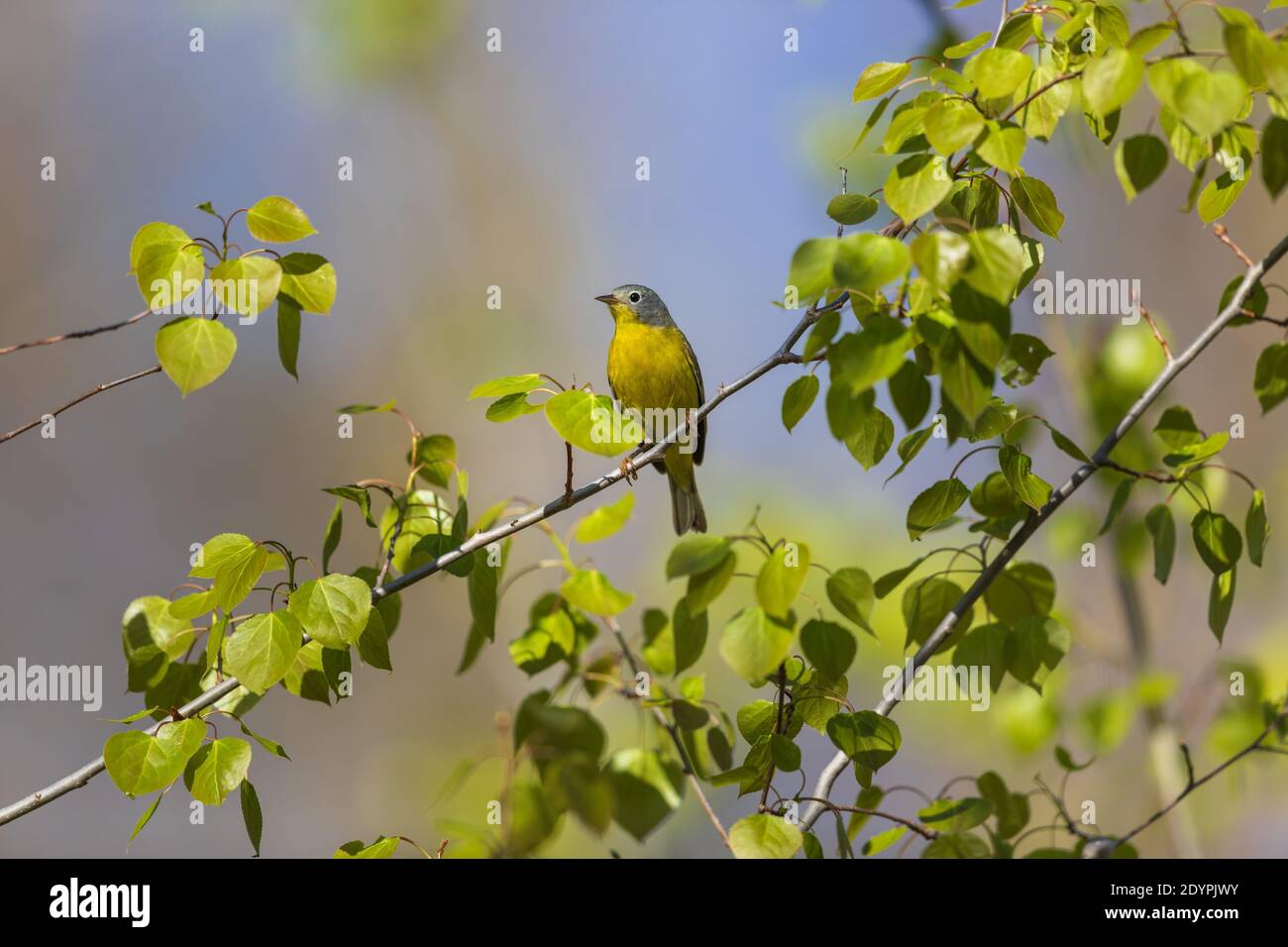 Warbler family hi-res stock photography and images - Alamy