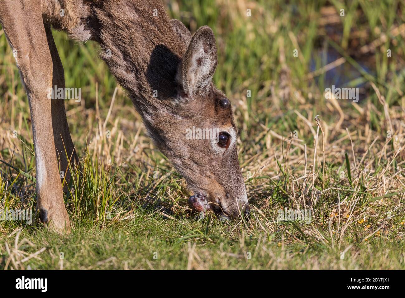 Young white-tailed buck with a growth under his chin Stock Photo - Alamy