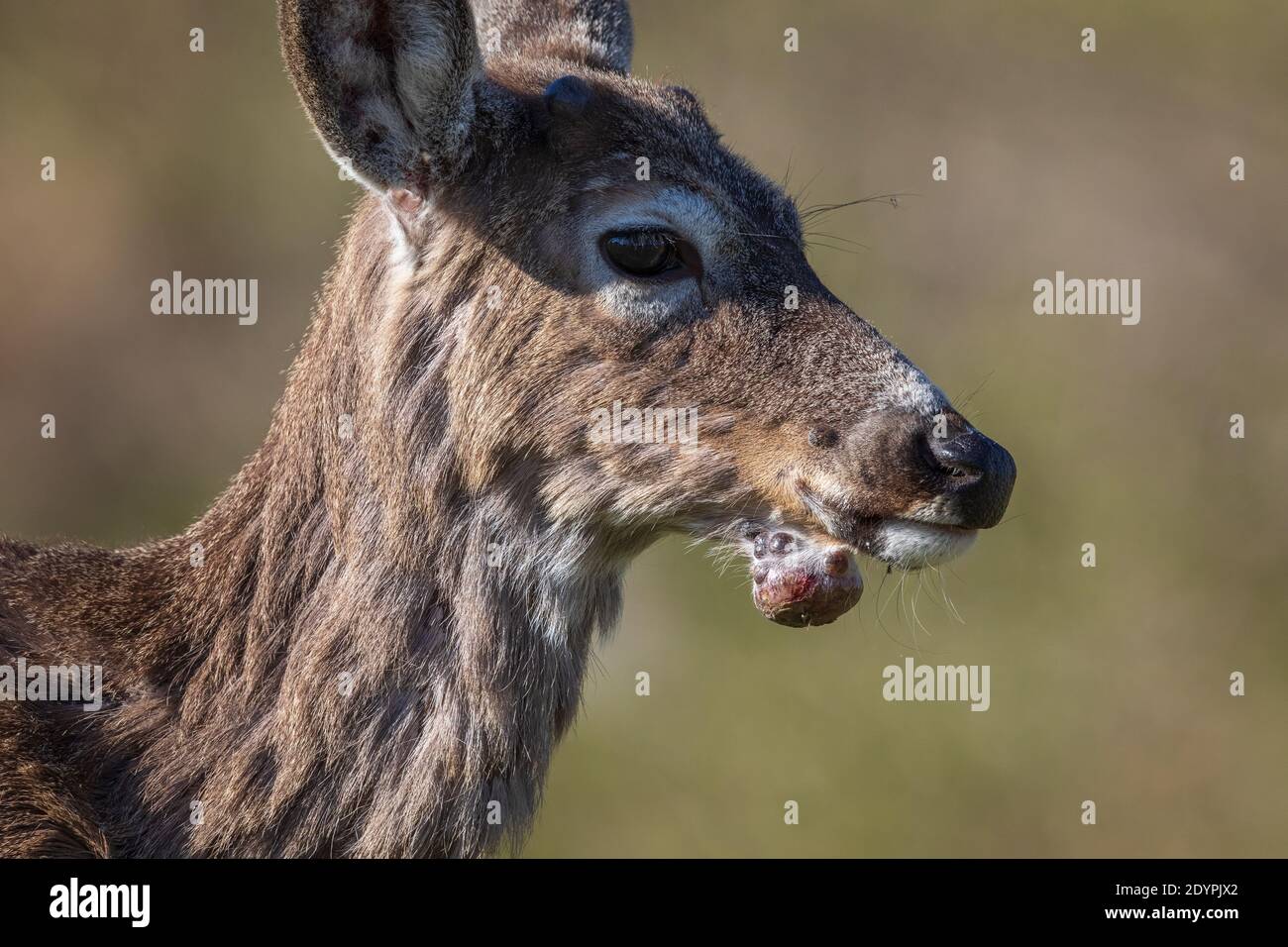 Young white-tailed buck with a growth under his chin Stock Photo - Alamy