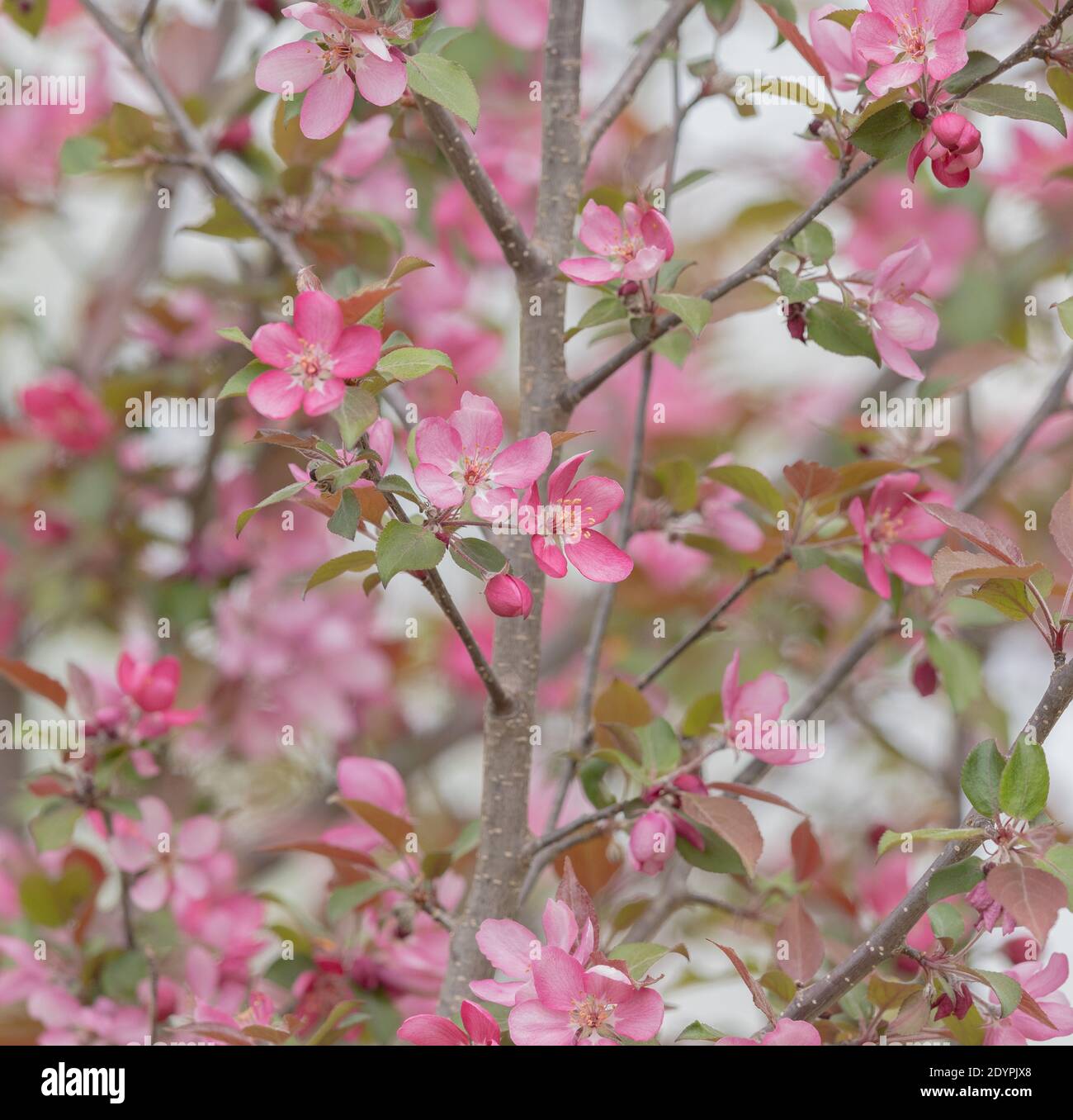 Flowering crab apple tree in northern Wisconsin Stock Photo - Alamy