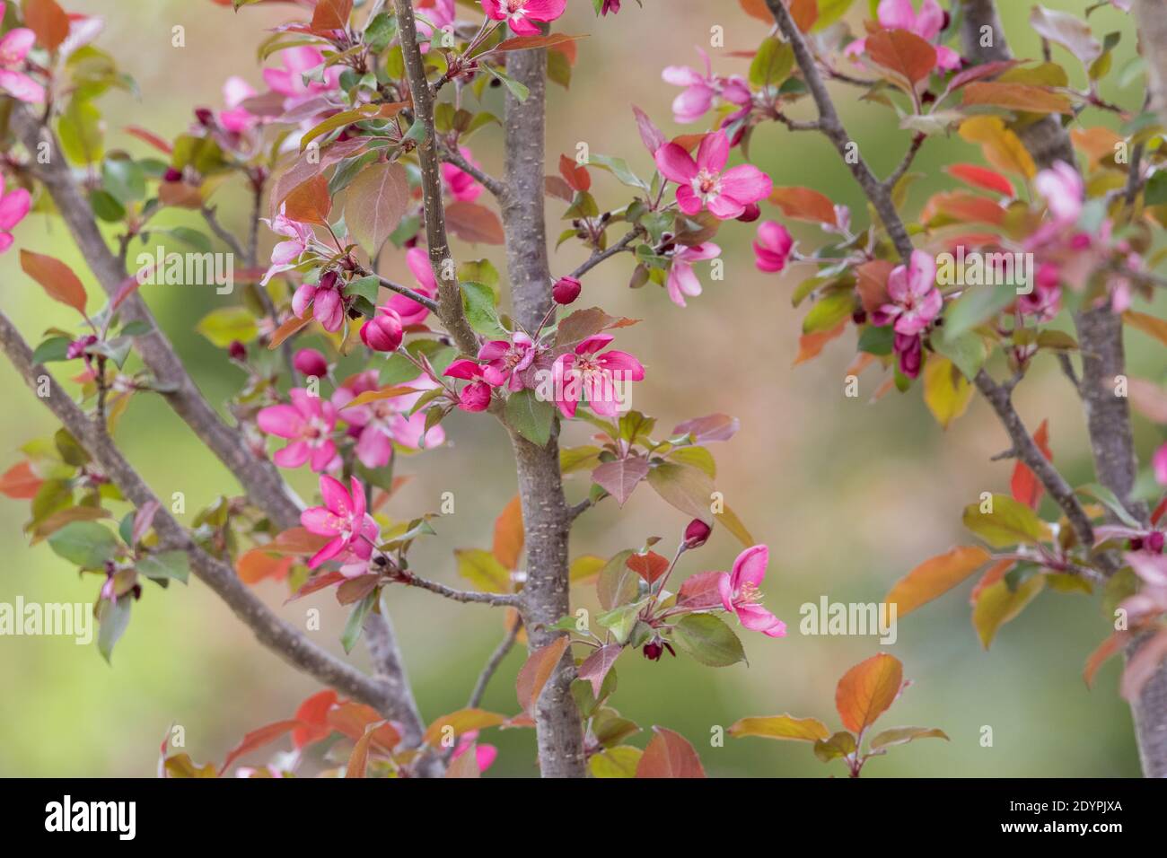 Flowering crab apple tree in northern Wisconsin Stock Photo - Alamy