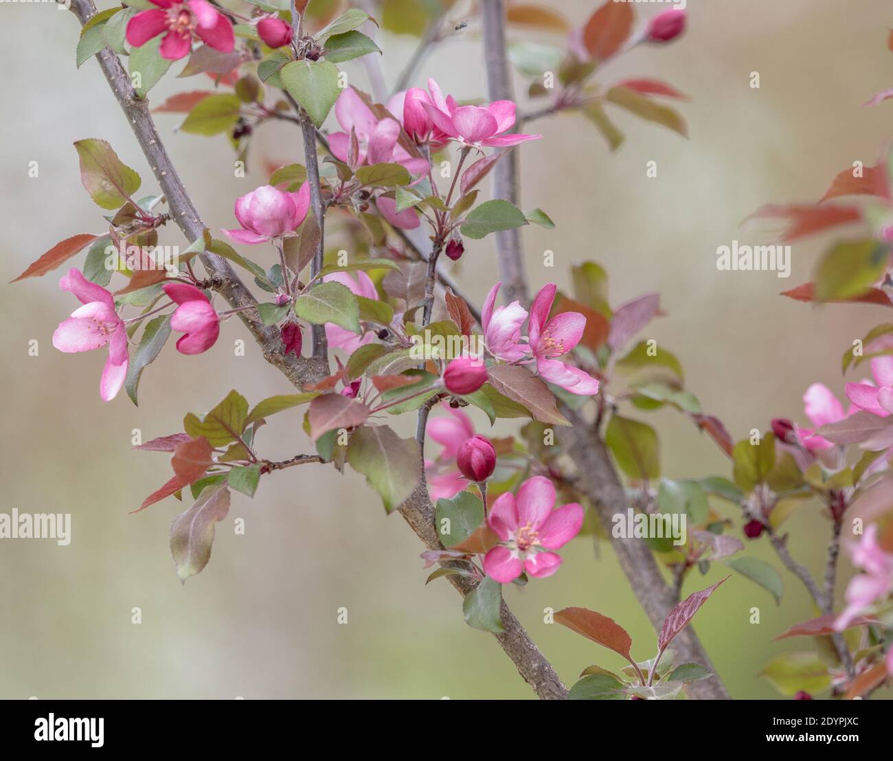 Flowering crab apple tree in northern Wisconsin Stock Photo - Alamy