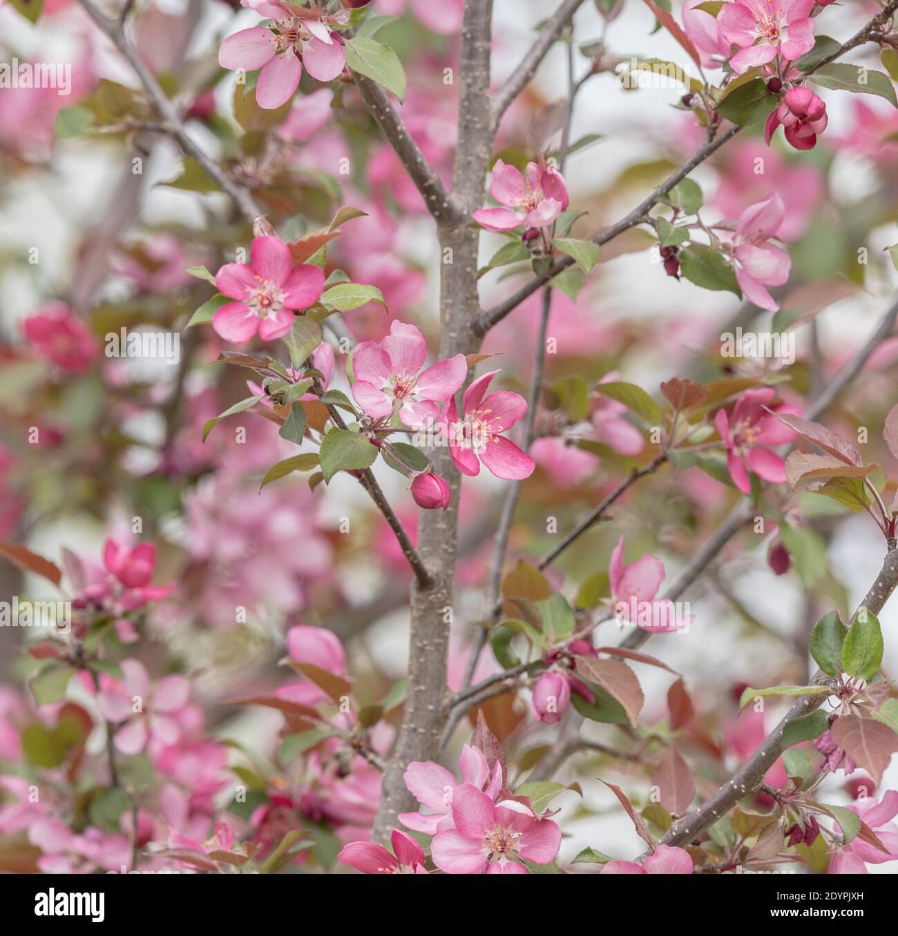 Flowering crab apple tree in northern Wisconsin Stock Photo - Alamy