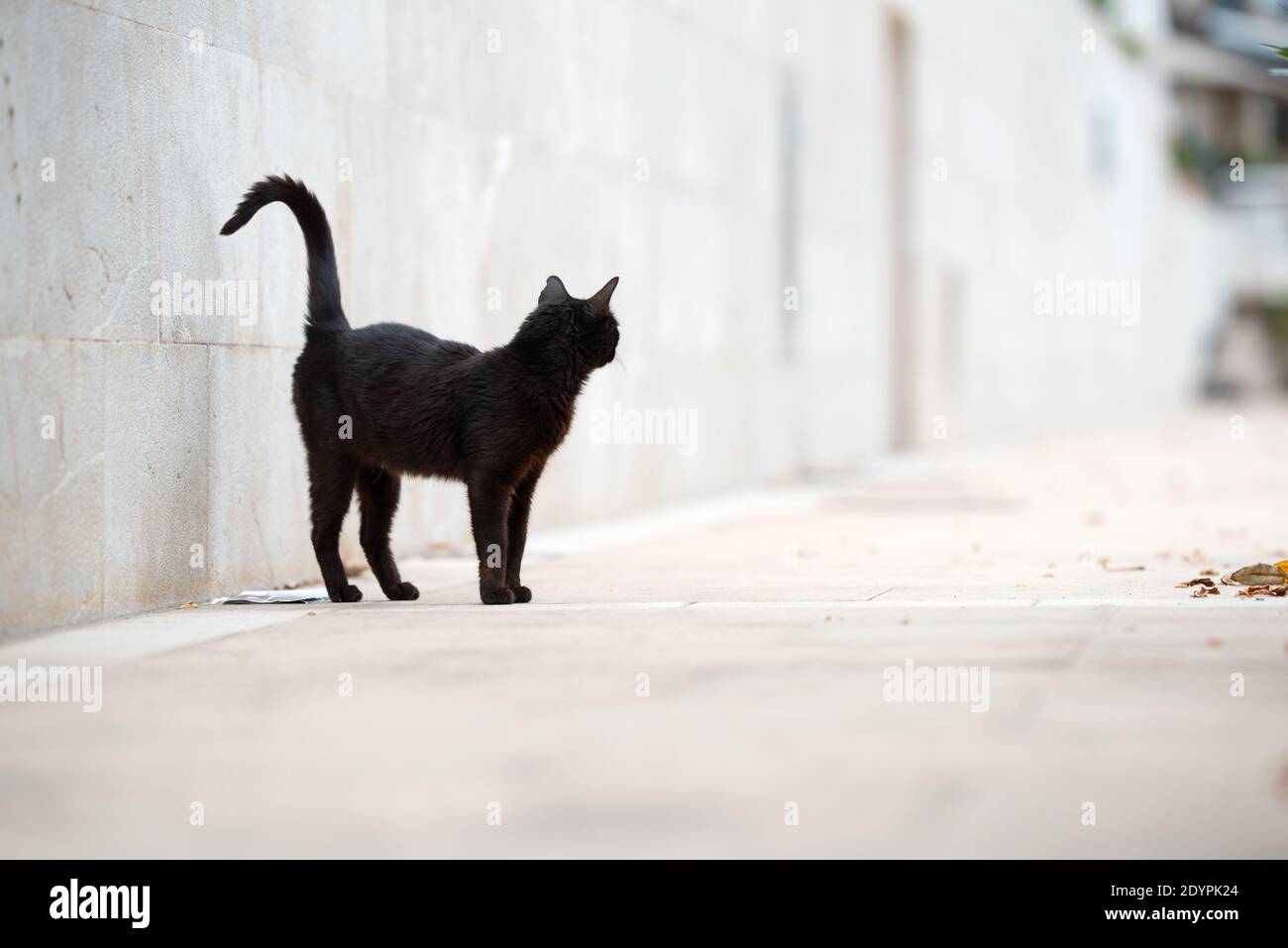beautiful black stray cat with ear notch standing on sidewalk in front ...
