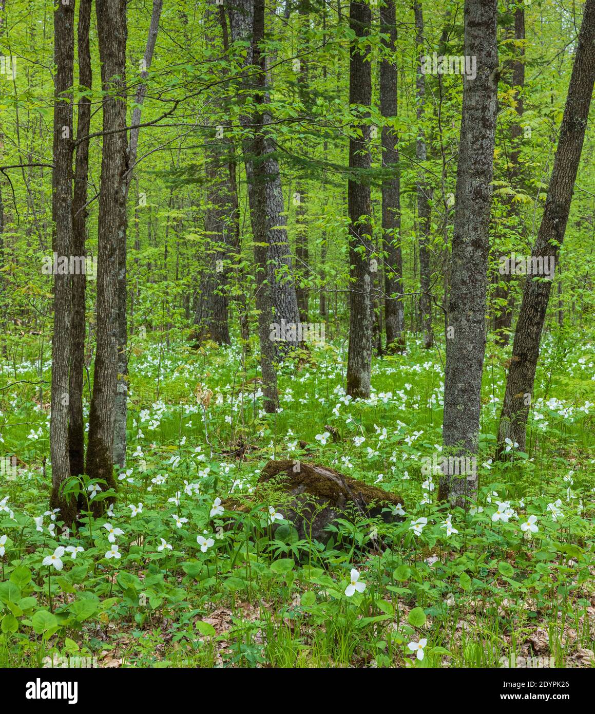 Large-flowered trillium growing in a northern Wisconsin woodland Stock ...