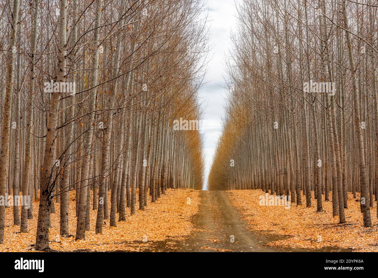 Oregon tree hi-res stock photography and images - Alamy