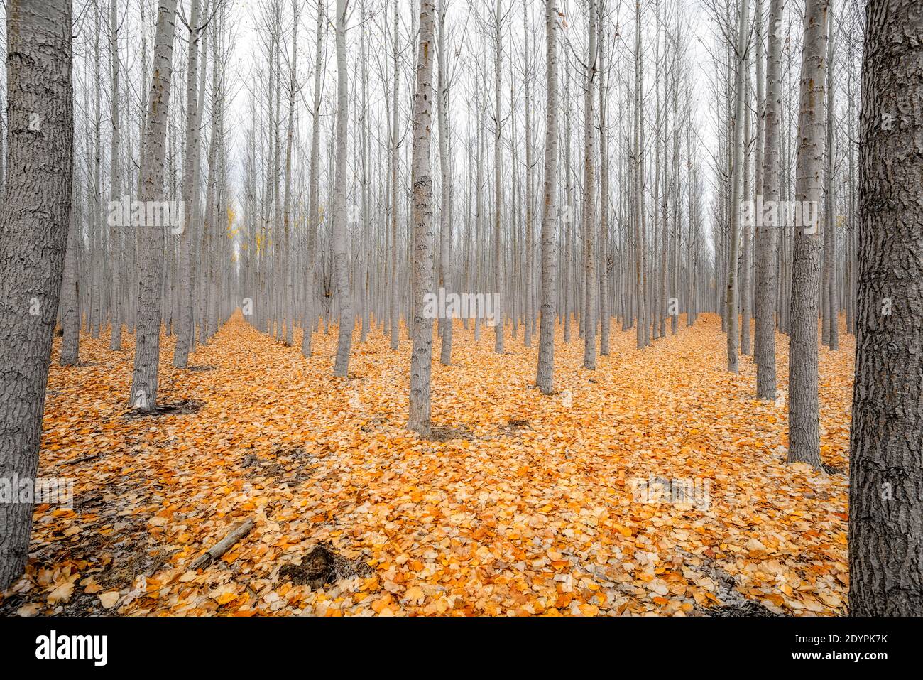 Poplar tree farm in the fall with leaves fallen to the ground Stock ...