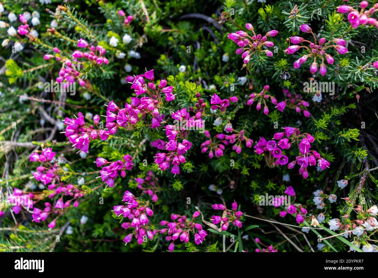 Pacific islands flowers hi-res stock photography and images - Alamy