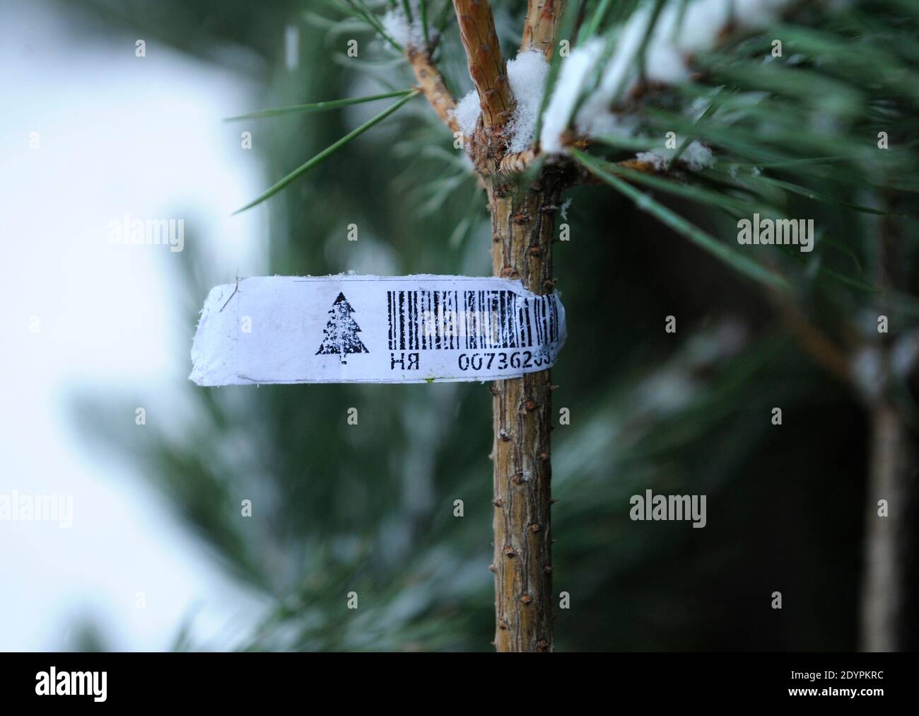 Label with an identification code attached to each pine cut. In fact ...