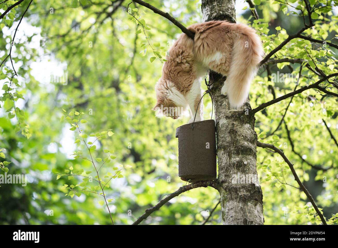 young cream tabby beige white maine coon cat climbing on birch tree ...