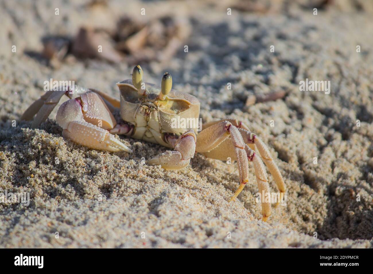 Crab on the beach Stock Photo - Alamy