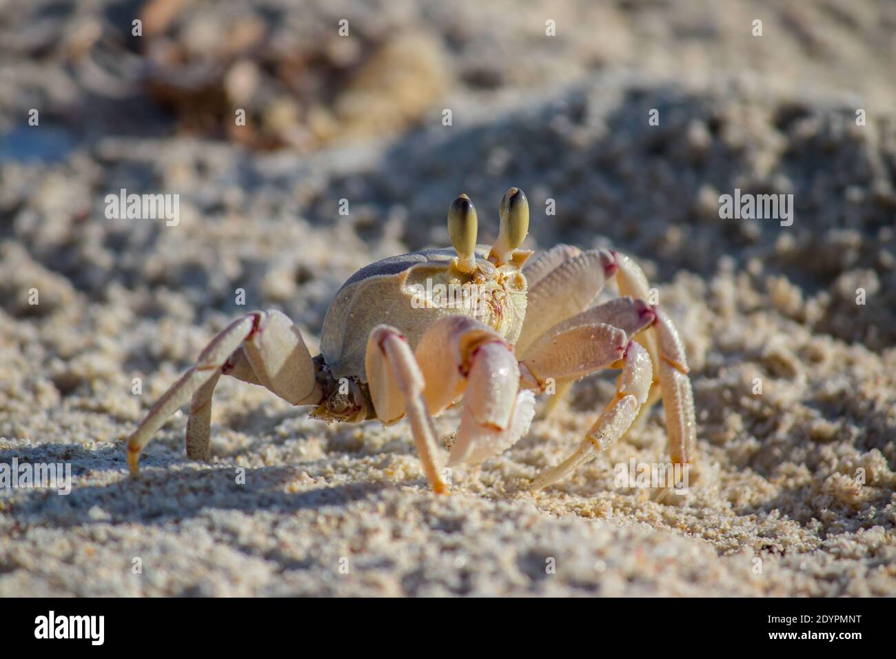 Crab on the beach Stock Photo - Alamy