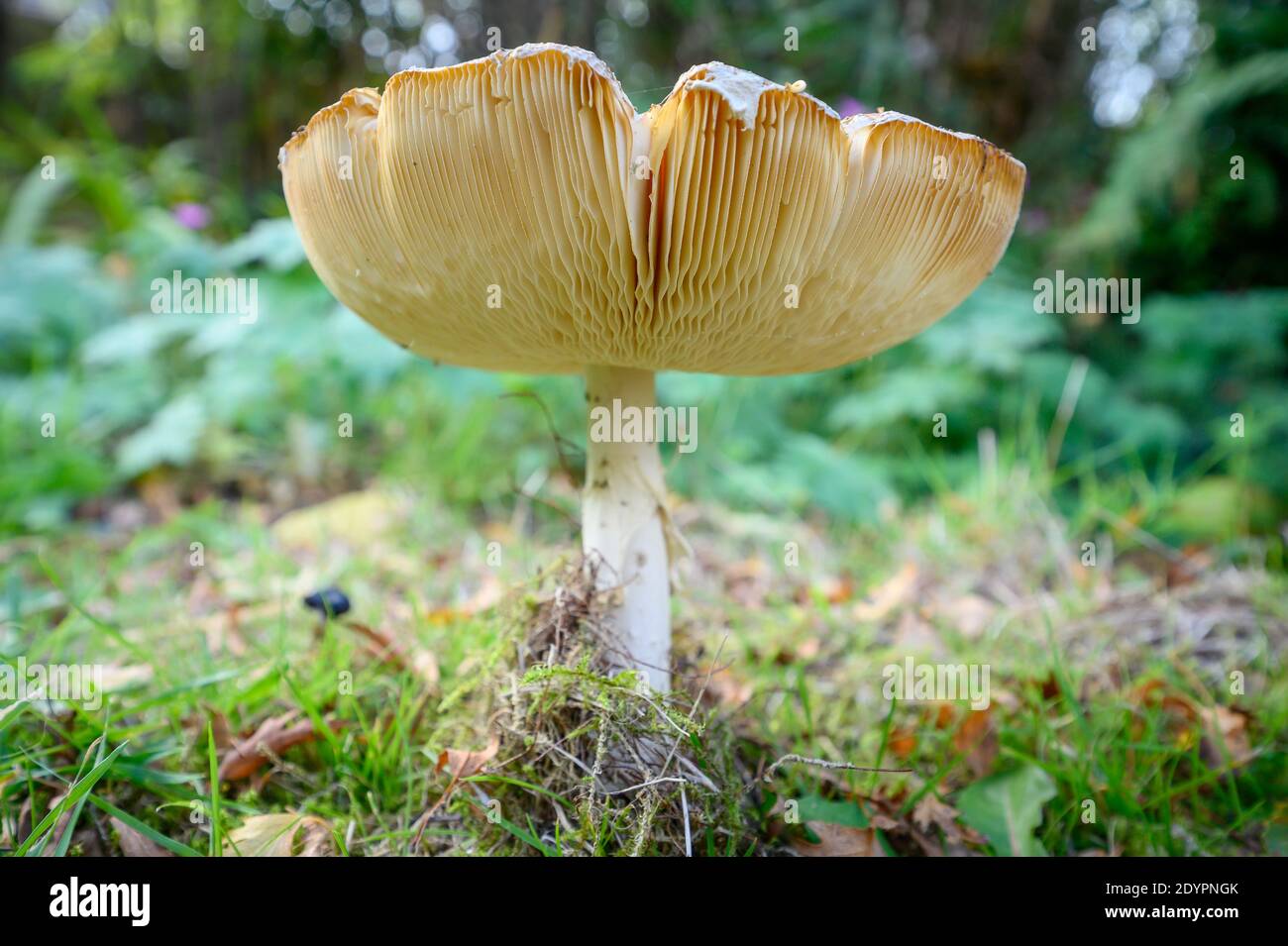 Common Yellow Russula Mushroom Stock Photo - Alamy