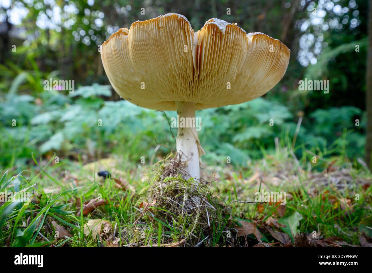 Common Yellow Russula Mushroom Stock Photo - Alamy
