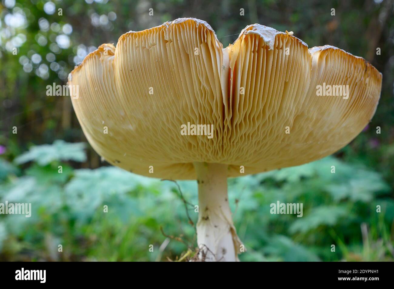 Common Yellow Russula Mushroom Stock Photo - Alamy