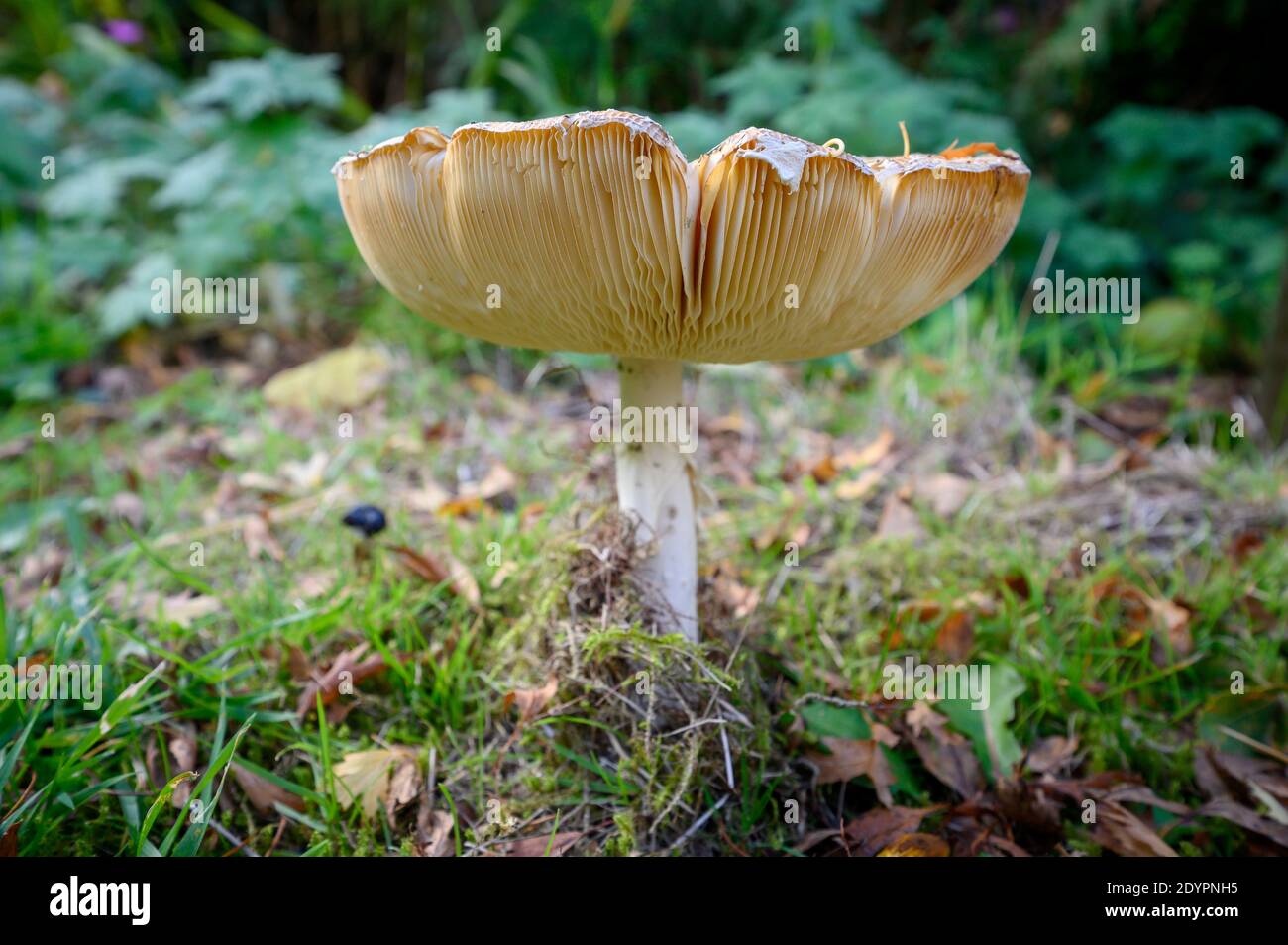 Common Yellow Russula Mushroom Stock Photo - Alamy