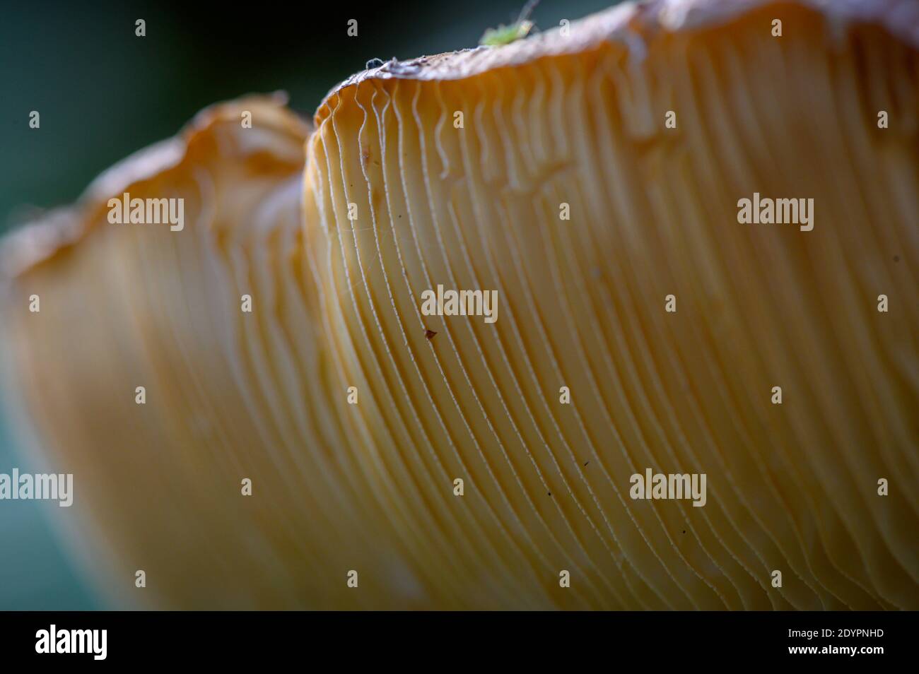 Common Yellow Russula Mushroom Stock Photo - Alamy