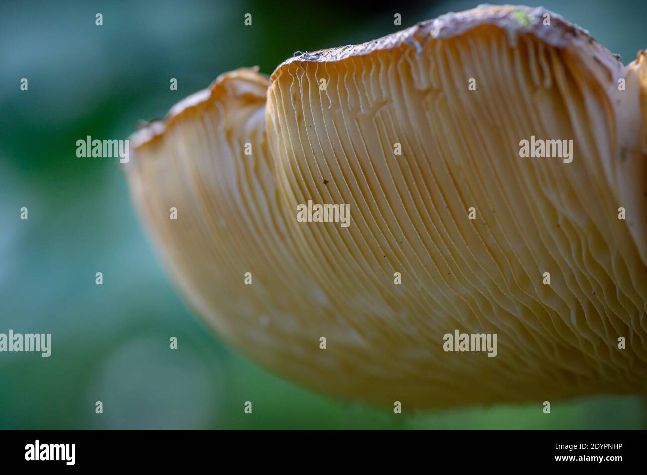 Common Yellow Russula Mushroom Stock Photo - Alamy