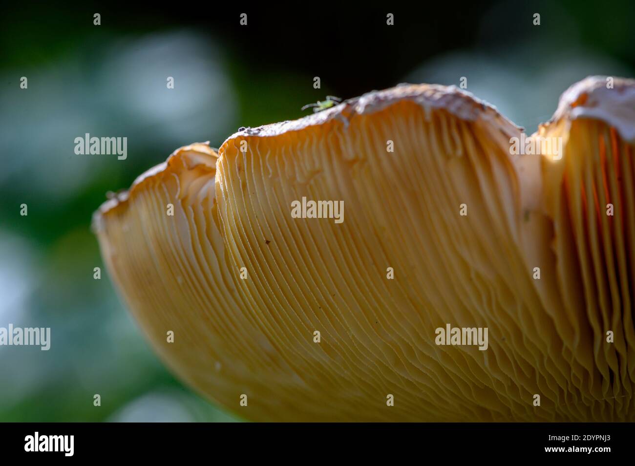 Common Yellow Russula Mushroom Stock Photo - Alamy