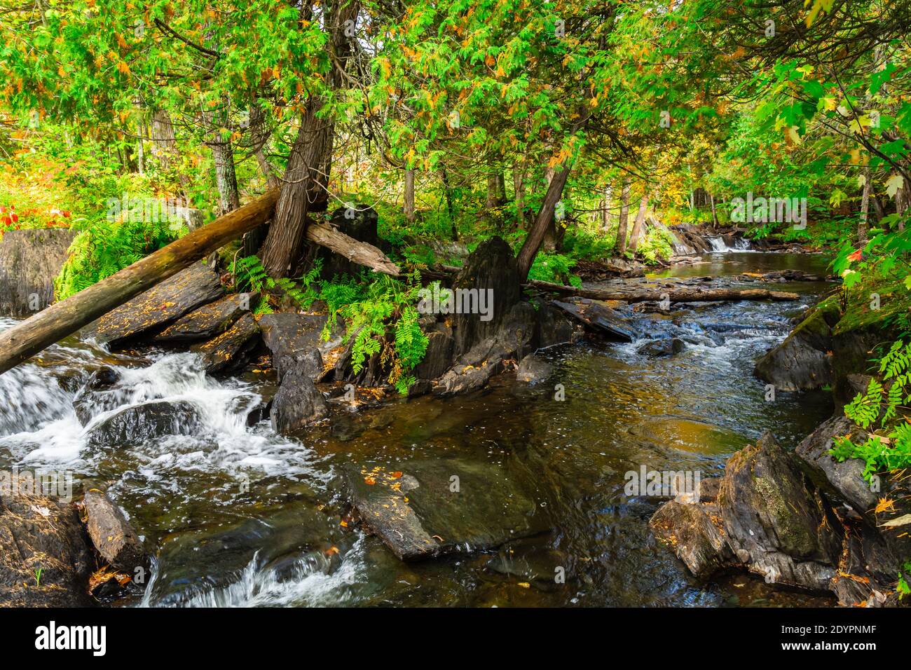 Meddle family hi-res stock photography and images - Alamy