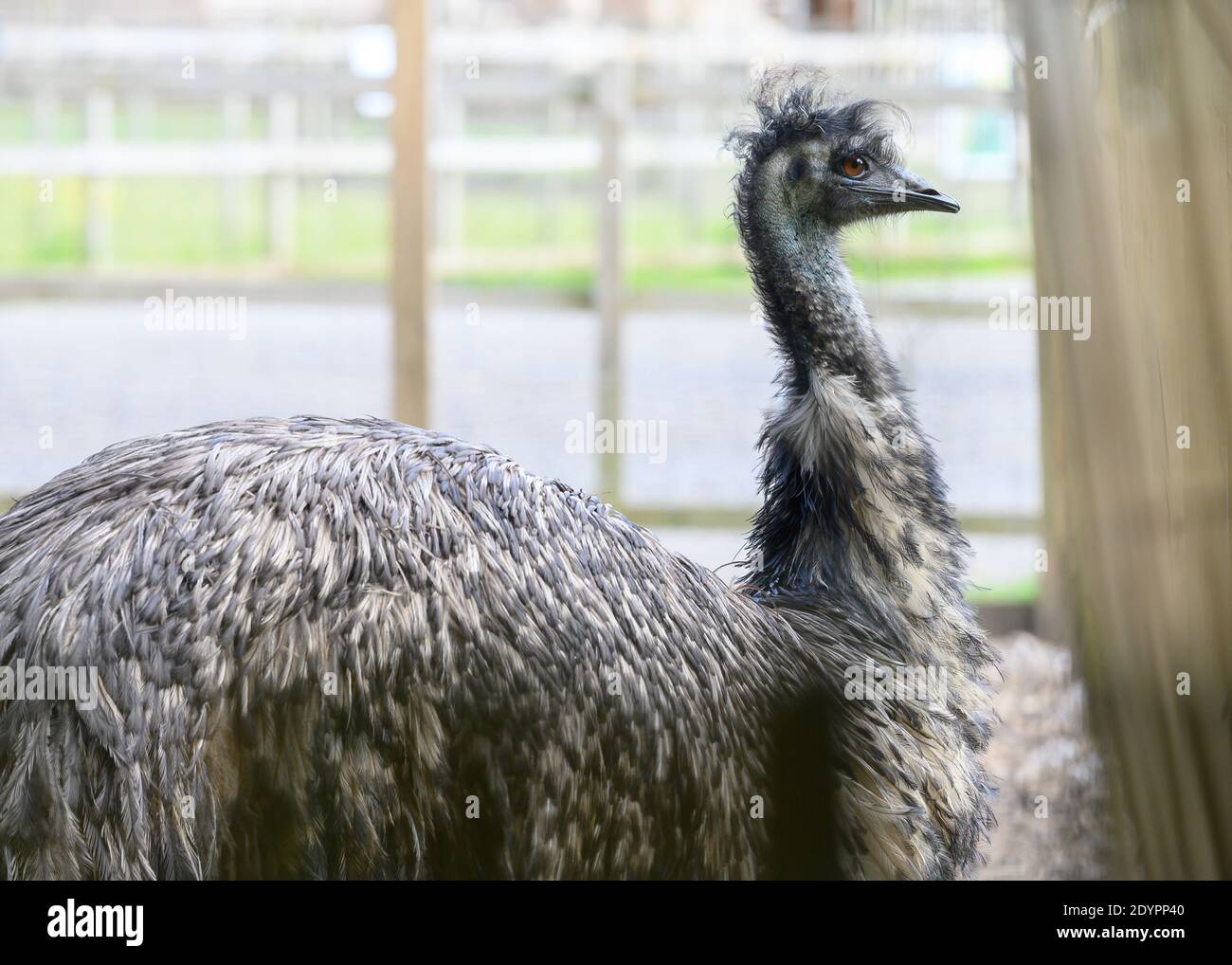Eccles college animal centre hi-res stock photography and images - Alamy