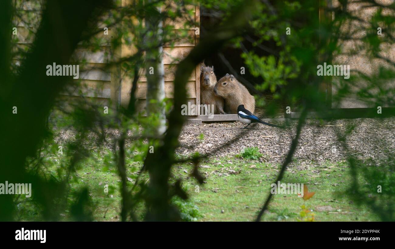 Eccles college animal centre hi-res stock photography and images - Alamy