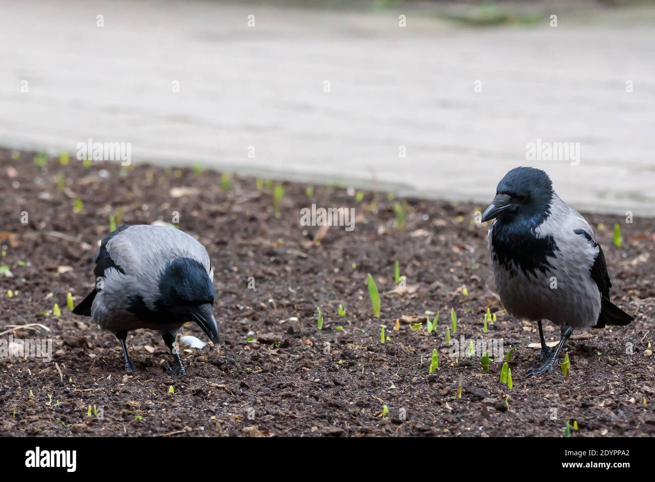 Grey crow birds, Corvus tristis at flower bred in park Stock Photo - Alamy