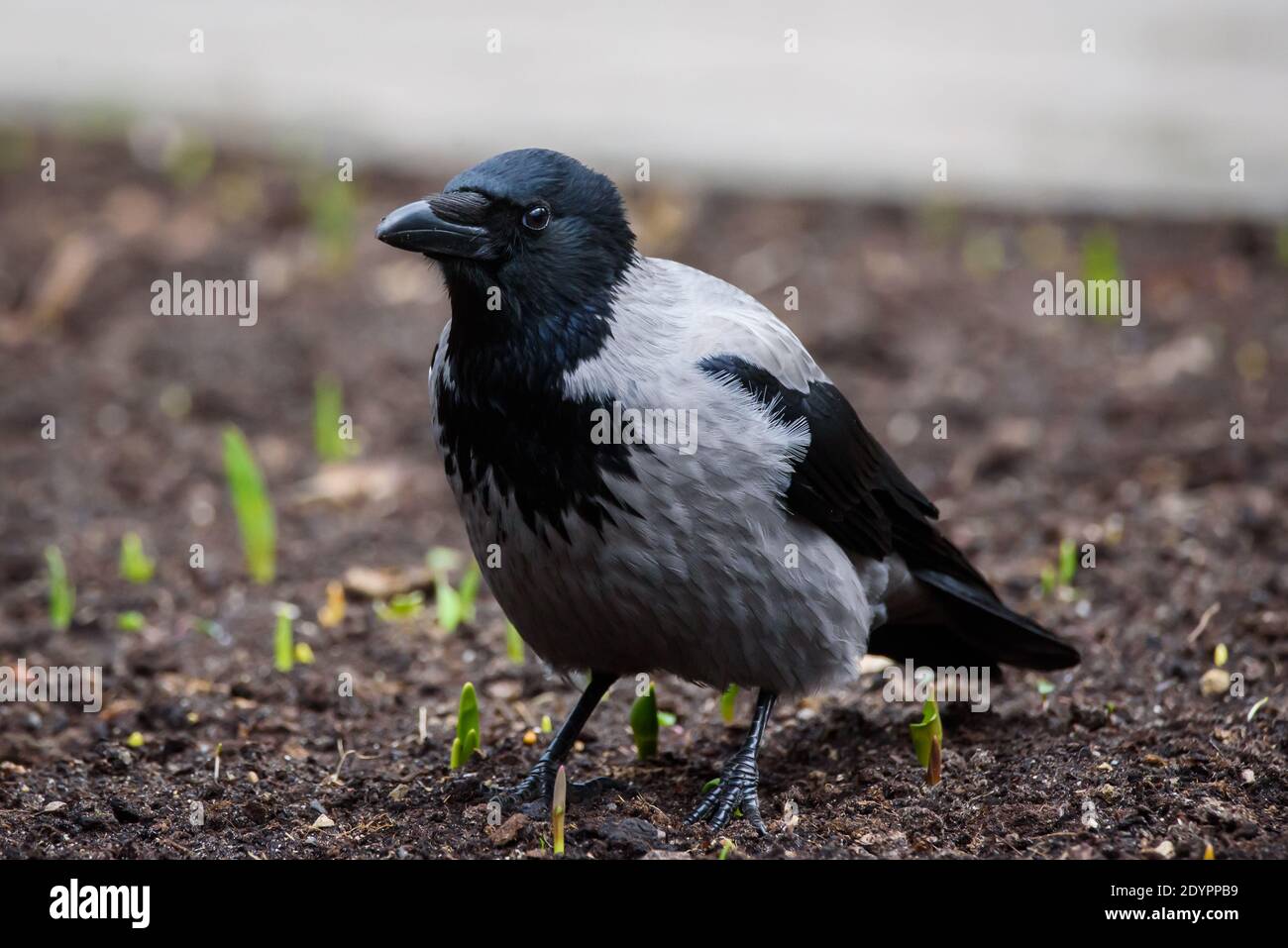 Grey crow birds, Corvus tristis at flower bred in park Stock Photo - Alamy