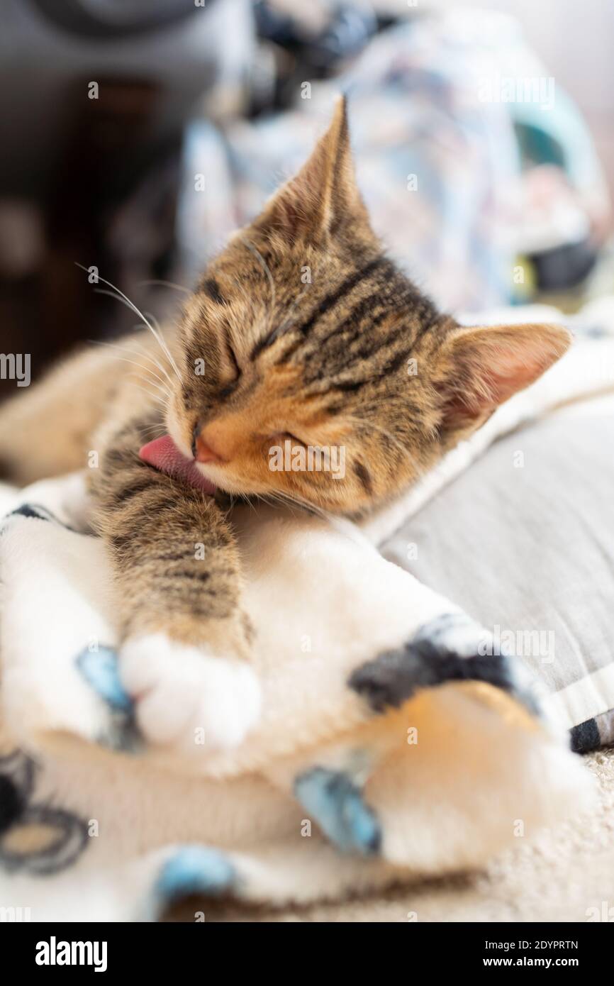 The personal hygiene of a little kitten begins with cleaning its fur ...