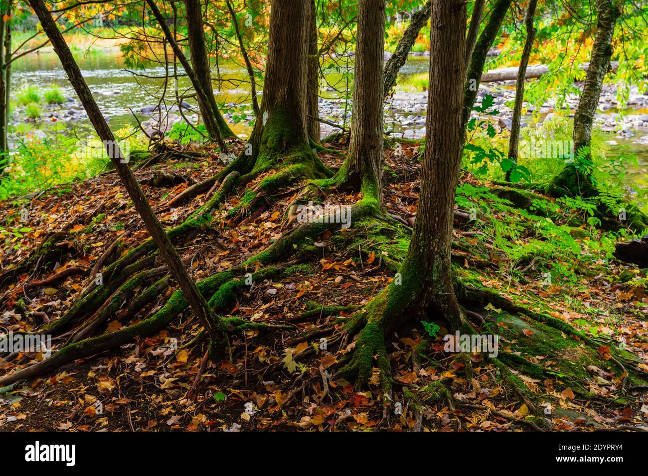 Cordova Falls Cordova Lake Crowe River Havelock Peterborough County ...