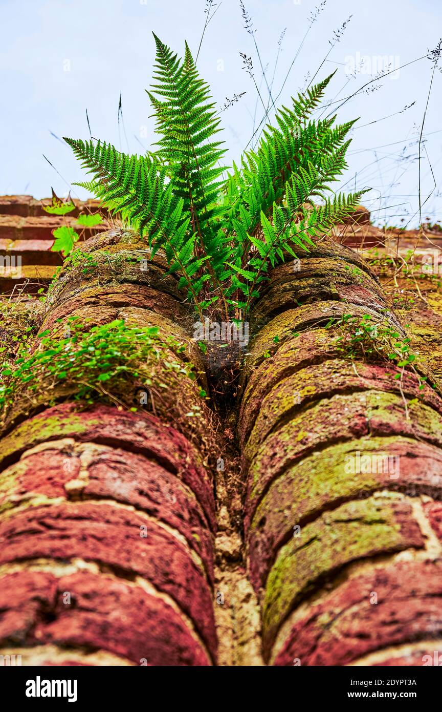 Medieval ruined monastery in a public park in Greifswald, Germany Stock ...